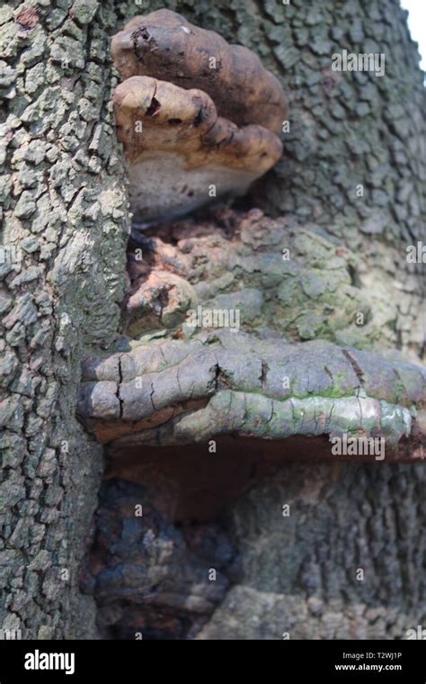 Fungi Growing On Tree Trunk Stock Photo Alamy