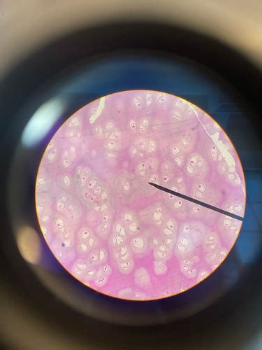 Tissues Microscope Exam 1 Flashcards Quizlet