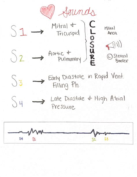 Heart Sounds And Oxygen Devices Sounds S Mitral C Mitral Tricuspid L Area S Aortic U R L
