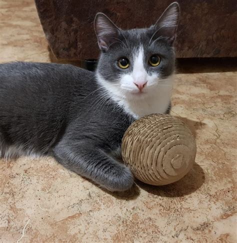 Чудесный котик ЧАРЛИ ищет ДОМ Молодой паренек 7 ми месяцев совершенно здоров кастрирован и