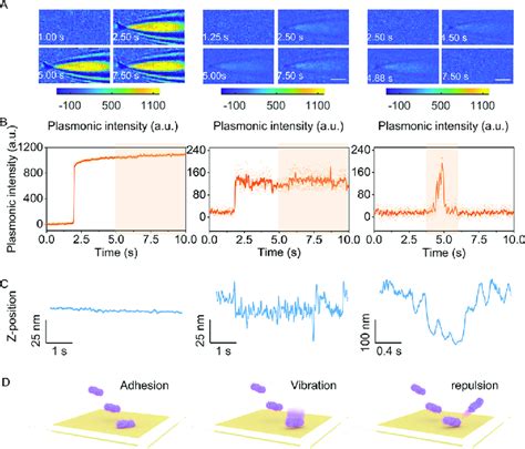 Distinguishing Different Interfacial Behaviors Of Bacteria Using A