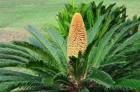 Cycas: Die extravagante Zimmerpflanze