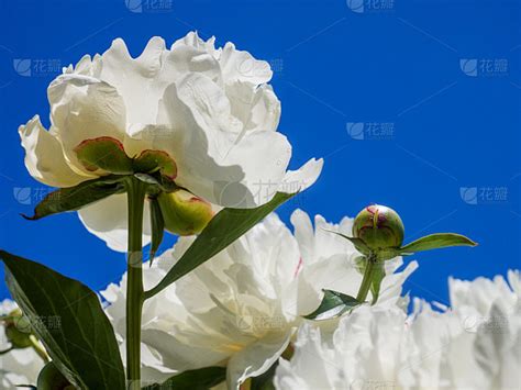 背景白色牡丹花蕾在蓝天背景