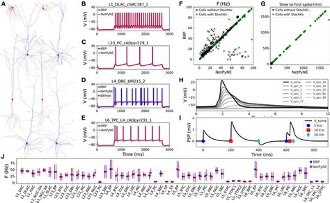 Gsoc 2025 Project 12 Opensourcebrain Developing Standardised Biophysically Detailed Neuronal