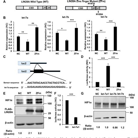 Figure 2 From Rna Binding Protein Lin28a Upregulates Transcription