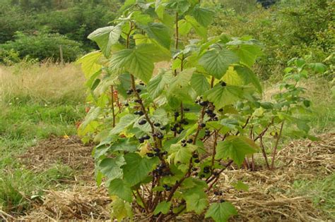 Cassissier Tradimel Jardin Du Géodôme Pépinière Allier