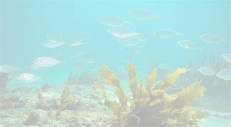 Fondo Marino Algamania