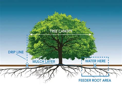 Nurturing Mature Trees Through Drought A Guide To Proper Watering Woodlands Water