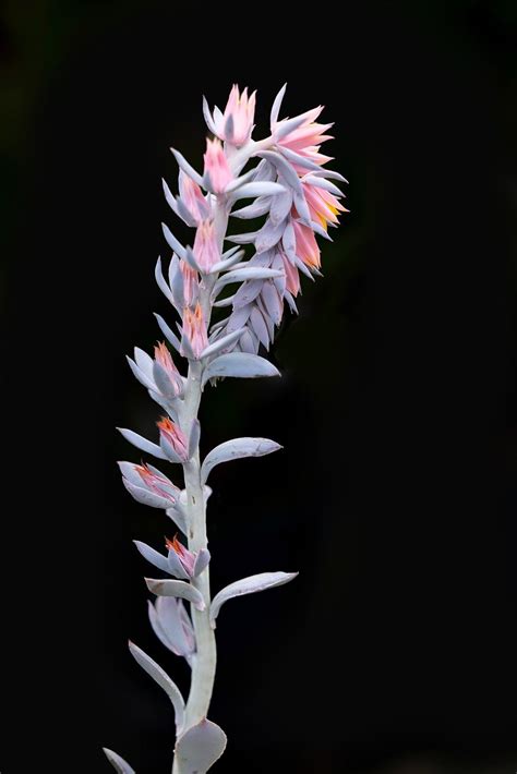 Mohan Nannapaneni Hd Foto Gratis Di Pixabay