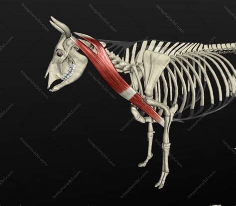 Image Gallery 3d Bovine Anatomy Software Biosphera