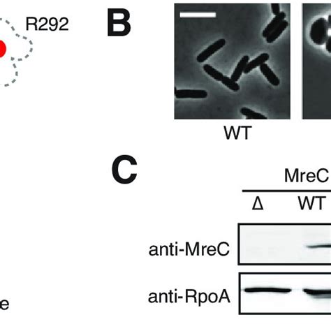 Supplement 1 Mreb And Pbp2 Levels Are Unaffected In The Pbpa