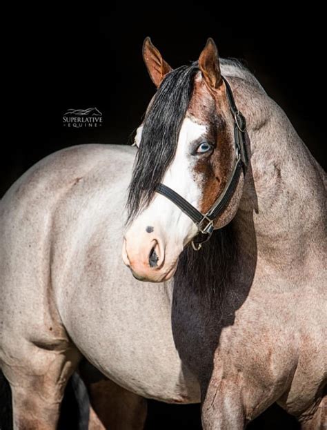 Lazy Luvah Apha Roan To Riches