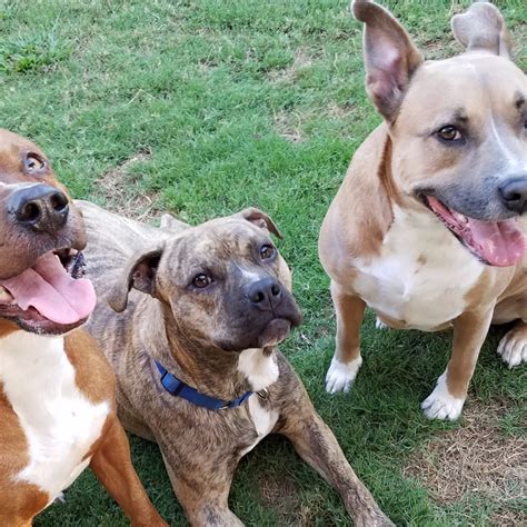 Adoptable Dog Calvin Friends To The Forlorn Pitbull Rescue
