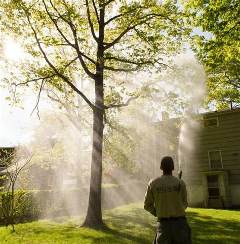 Mosquito And Tick Control By Regal Tree And Shrub Experts Full Service