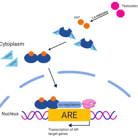 The Androgen Receptor Signaling Pathway The 5 A Reductase Enzyme Download Scientific Diagram