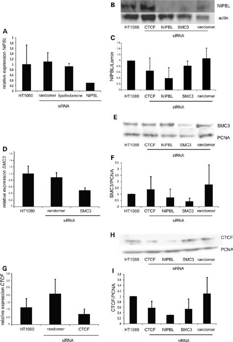 Knockdown Of Nipbl Smc3 And Ctcf A Real Time Quantification Of