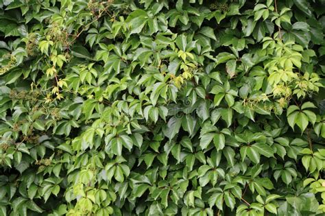 Parthenocissus Quinquefolia Virginia Creeper Stock Image Image Of