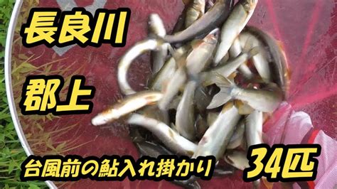 2022 09 17 台風前の長良川郡上 鮎入れ掛かり（後編） Youtube