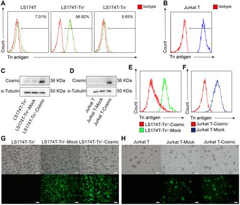 Cosmc Transfection Decreases Malignant Behavior Of Tn Cells And Enhances Sensitivity To
