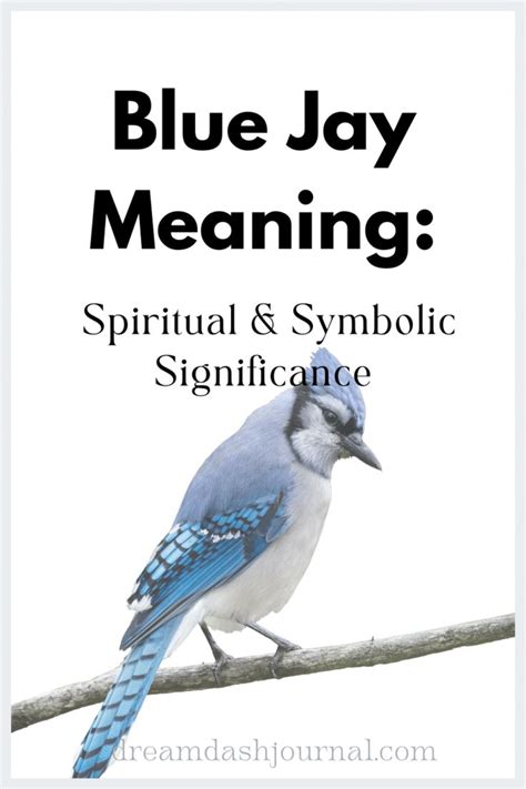 Blue Jay Meaning Spiritual And Symbolic Significance Blue Jay