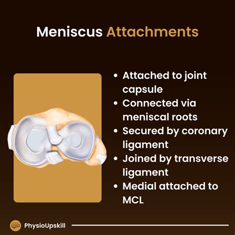 Episode136 Kinesiology Of Knee Joint8 Physioupskill