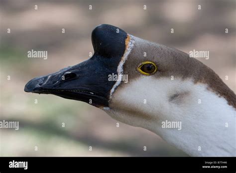 Afrikanischen Gans Anser Cygnoides Profil Stockfotografie Alamy