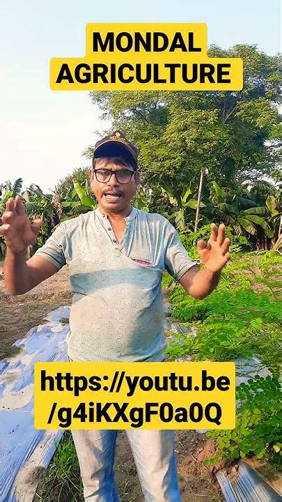 ঔষধি গাছ। কৃষি ঔষধি ঔষধিগাছ Agriculture চাষ পদ্ধতি ছাদবাগান কৃষক চাষবাস কৃষকবন্ধু Youtube