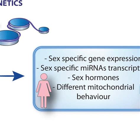 Main Sex Related Differences In Different Cardiovascular Diseases