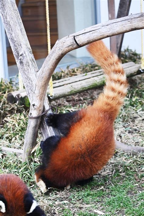 『レッサーパンダはかわゆい 徳山動物園 ルールー特集』徳山・周南山口県の旅行記・ブログ By トットさん【フォートラベル】