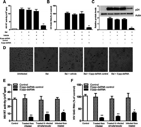 Rig I Activation Suppresses Hiv Infection Of Macrophages Ac Effect Download Scientific