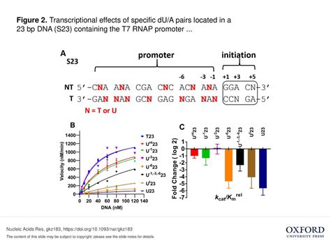 Figure 1 Effect Of Random T AdU A Substitutions On Transcription By