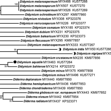 Photographs Of Sporocarps From Didymium Aquatile Myx463 A And
