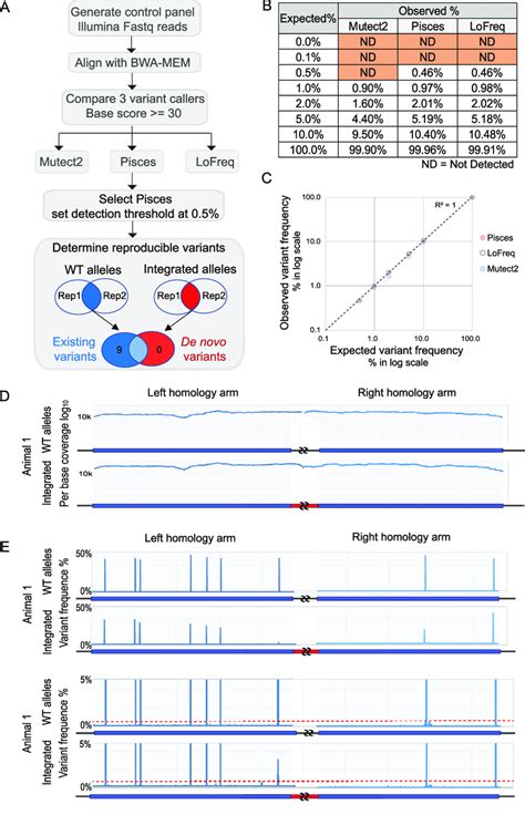 Integration Is High Fidelity With No De Novo Snp Or Indel At Homology