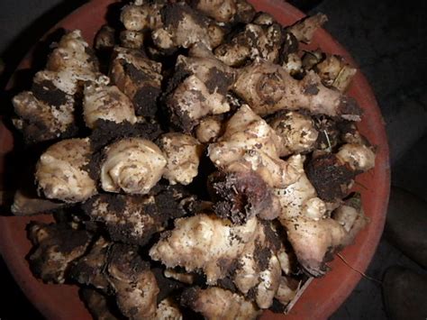 菊芋ナカガワギクリンドウ 24 1226 ちごゆりのブログ