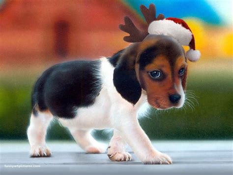 Puppy Christmas Wallpapers Wallpaper Cave