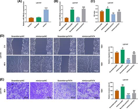 The Effect Of Mir 106b 5p On Ls174t Cell Proliferation Migration And