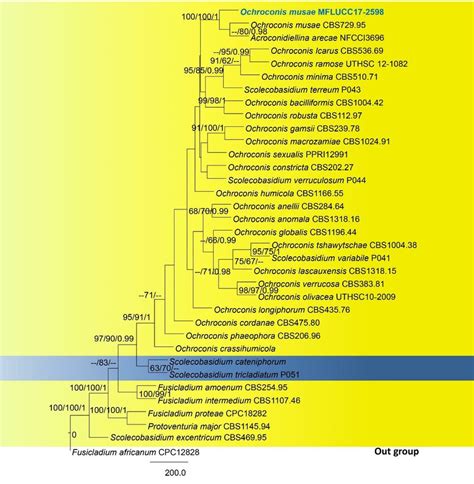 Phylogram Generated From Maximum Likelihood Analysis Based On Combined