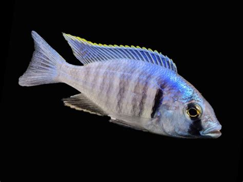 Deepwater Hap Cichlid Aquauction