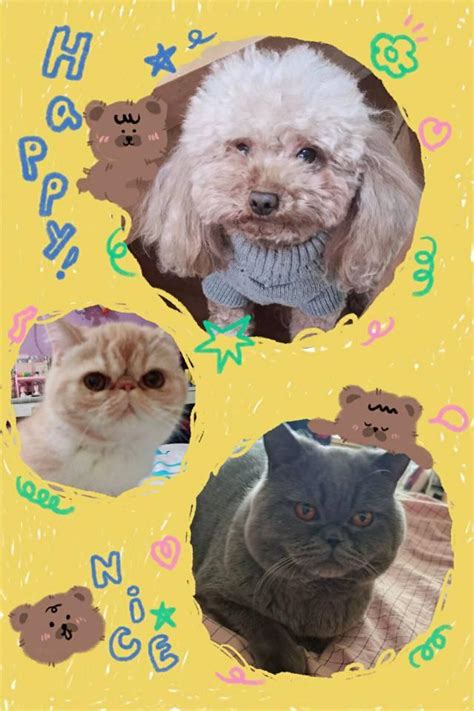 【猫片狗片】猫狗双全？哪儿那么容易 知乎