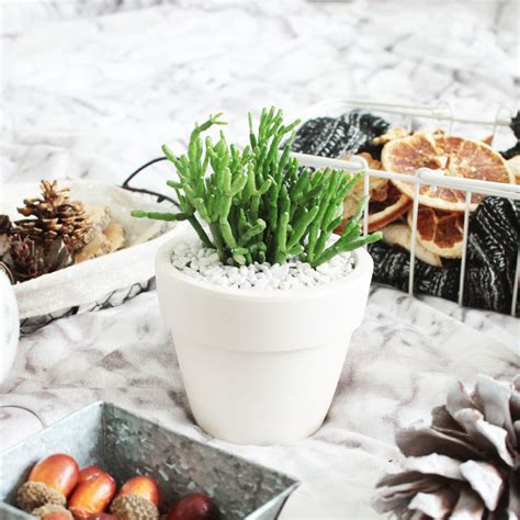 Dancing Bones Hatiora Salicornioides Lovehopegrow