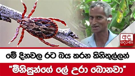 මේ දිනවල රට බය කරන කිනිතුල්ලන් Youtube