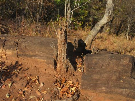 Chirundu Fossil Forest Siavonga Zambia Atlas Obscura