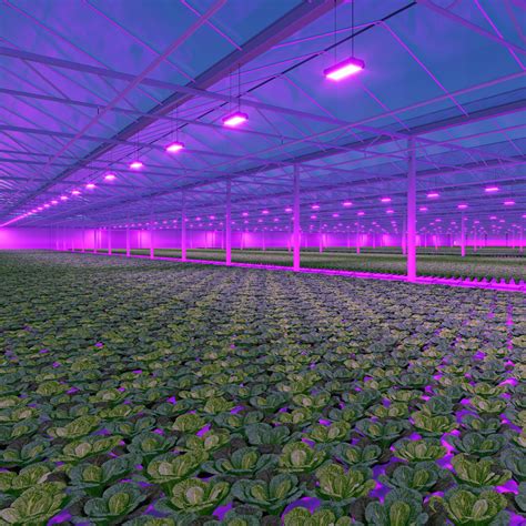 Una Nueva Forma De Cultivar Cultivo Innovador En Invernaderos
