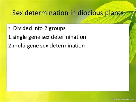 Sex Determination In Plants