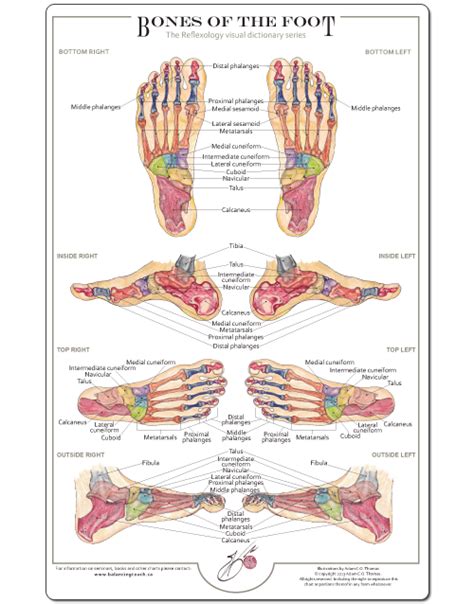 Reflexology Foot Chart Reflexology Massage Knee Problem Eft Tapping Muscle Anatomy Chakra