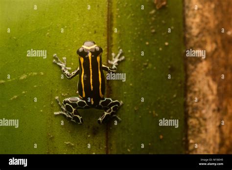 A Small Poison Frog Ranitomeya Toraro A Species Only Described In