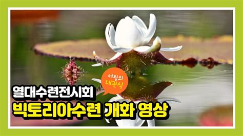 열대수련 전시회 빅토리아수련victoria Amazonica 개화 영상 Youtube