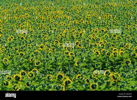 view of a growing sunflowers helianthus annuus huge field auvergne