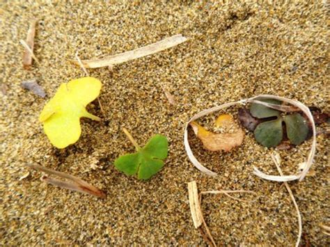 最近のハマニガナ砂丘植物は 砂丘事務所 とりネット 鳥取県公式サイト