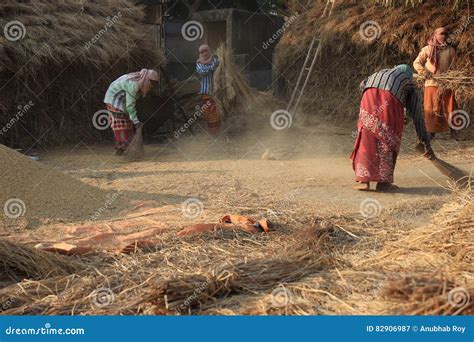 Winnowing Women Threshing Paddy Editorial Photography Image Of